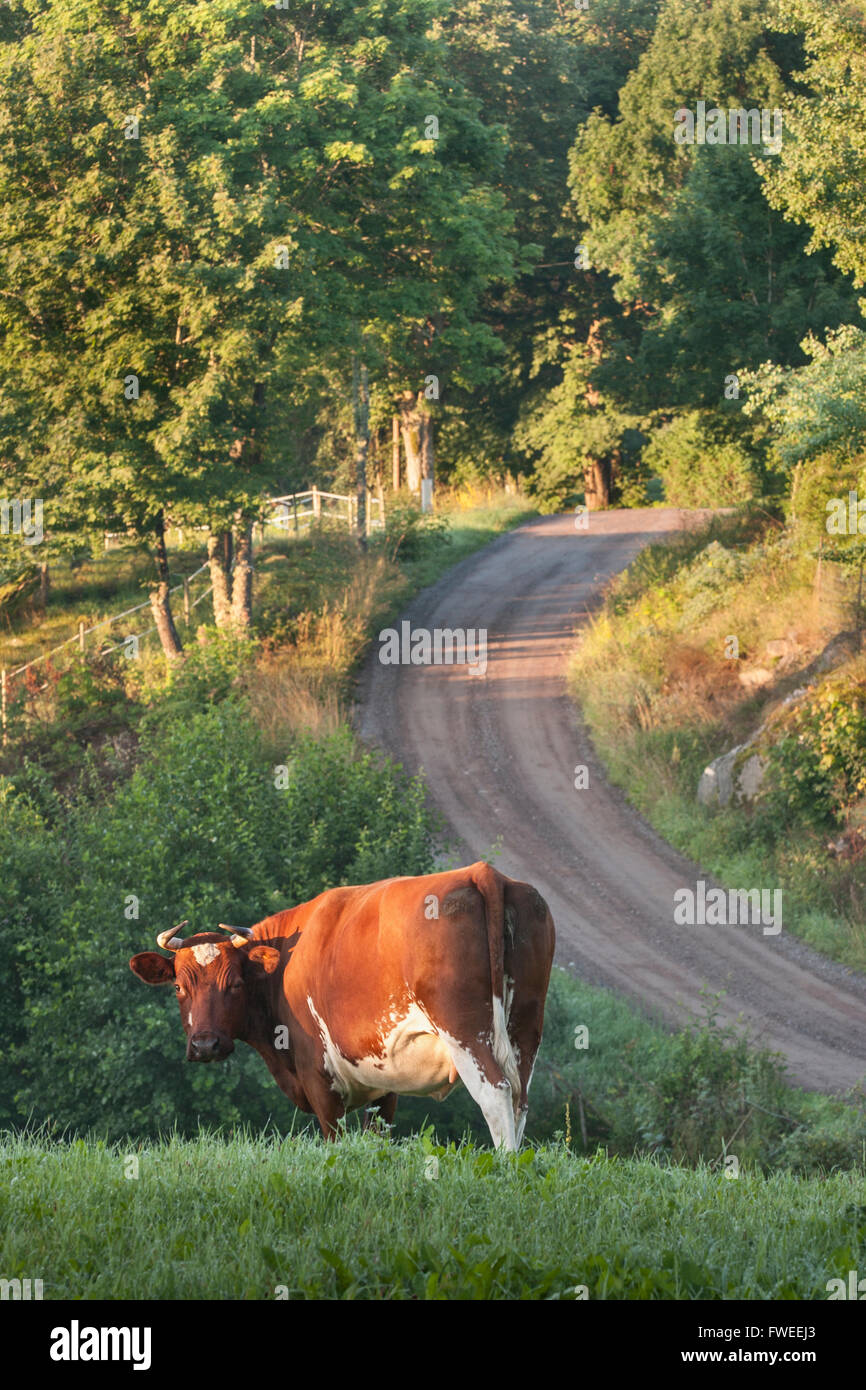 Cow looking at camera in rural landscape with country road in the ...