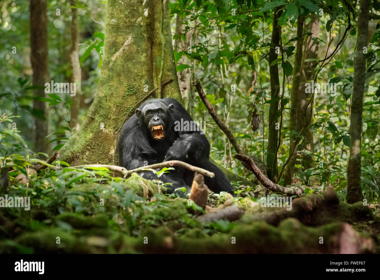 Chimpanzee screaming hi-res stock photography and images - Alamy