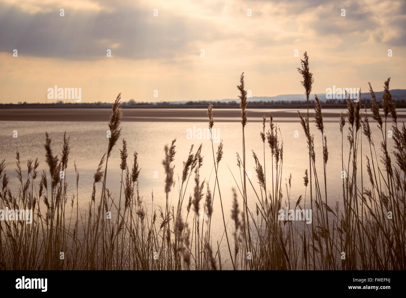 Reeds river bank riverbank hi-res stock photography and images - Alamy