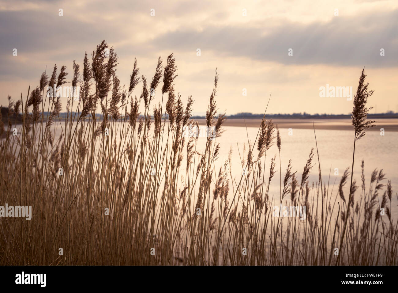 Reeds river bank riverbank hi-res stock photography and images - Alamy