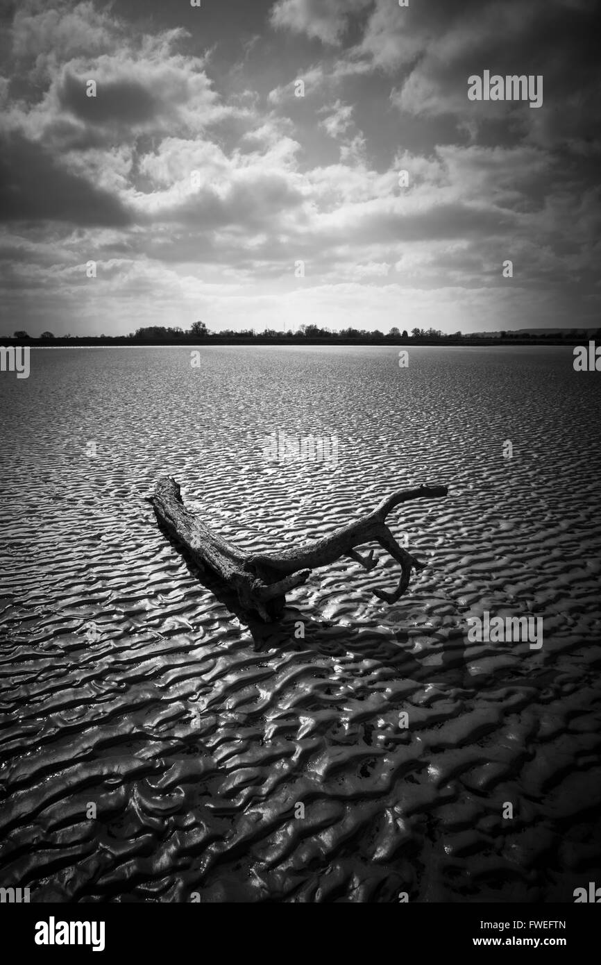 Stranded tree hi-res stock photography and images - Alamy