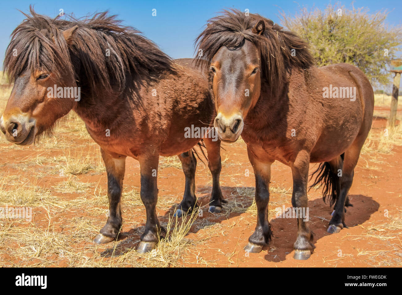 Two ponies in desert Stock Photo - Alamy