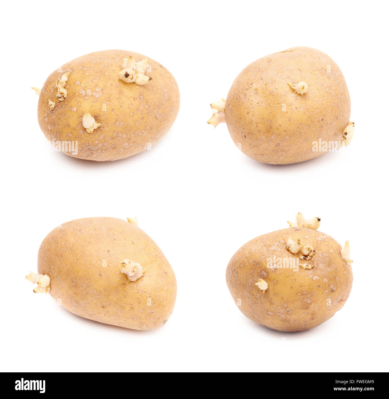 Brown potato with sprouts Stock Photo - Alamy