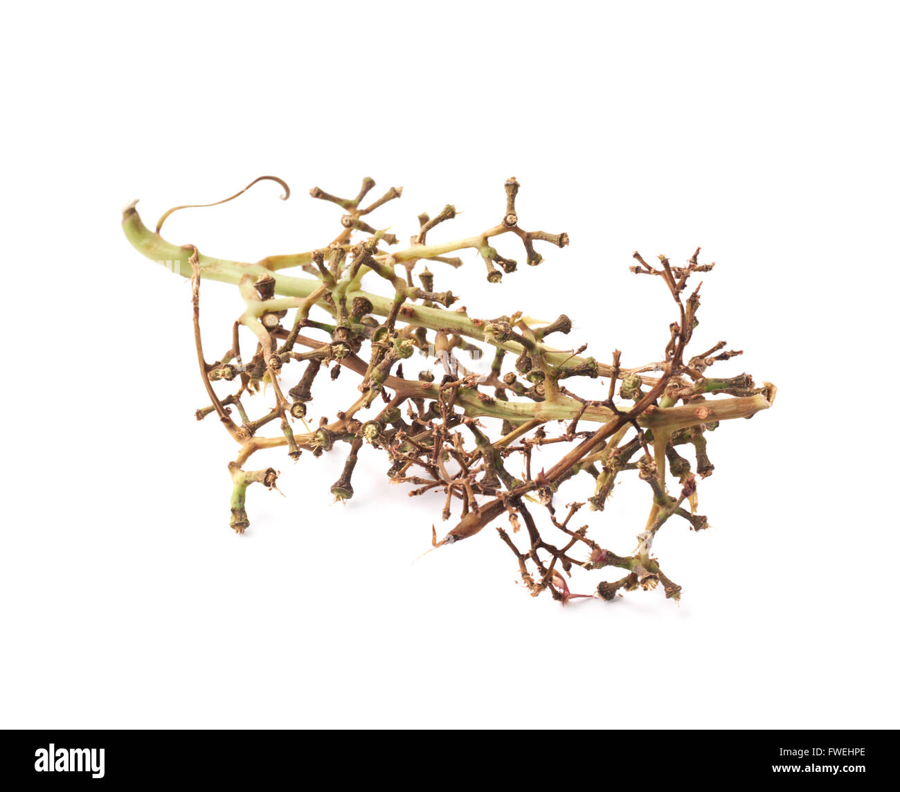 Empty branch of grapes isolated Stock Photo - Alamy