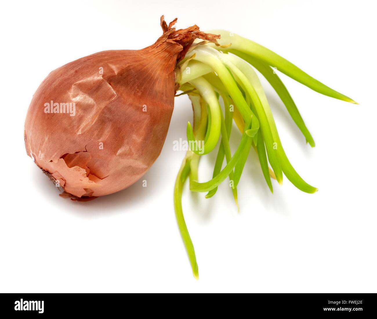 A sprouting onion Stock Photo - Alamy