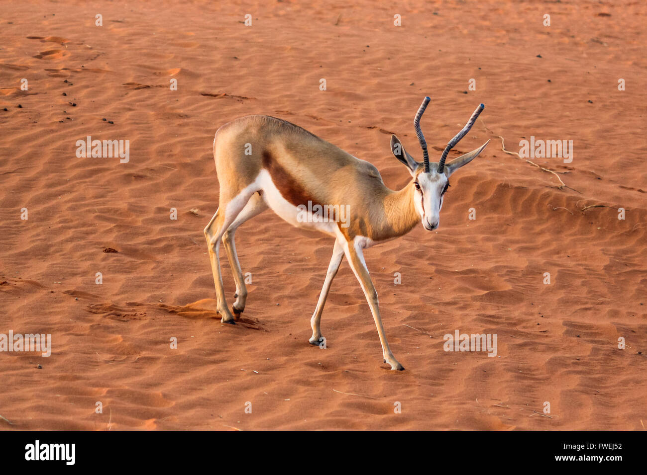 Springbok in desert Stock Photo - Alamy