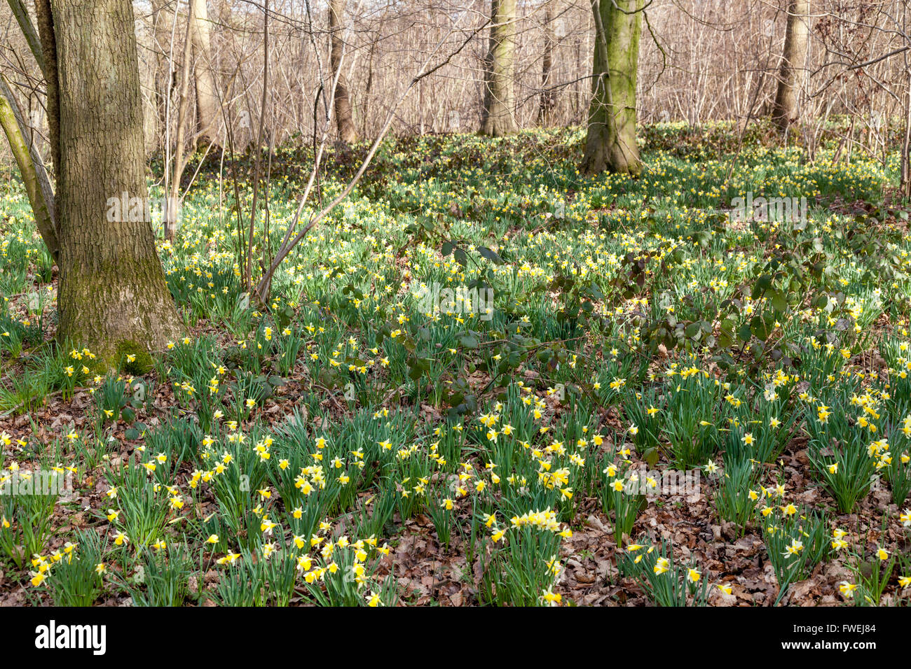 Wild daffodils (Narcissus pseudonarcissus) growing in spring at Betty ...