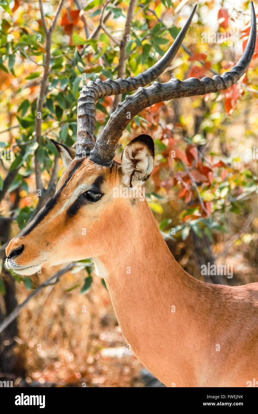 Springbok portrait Namibia Stock Photo - Alamy