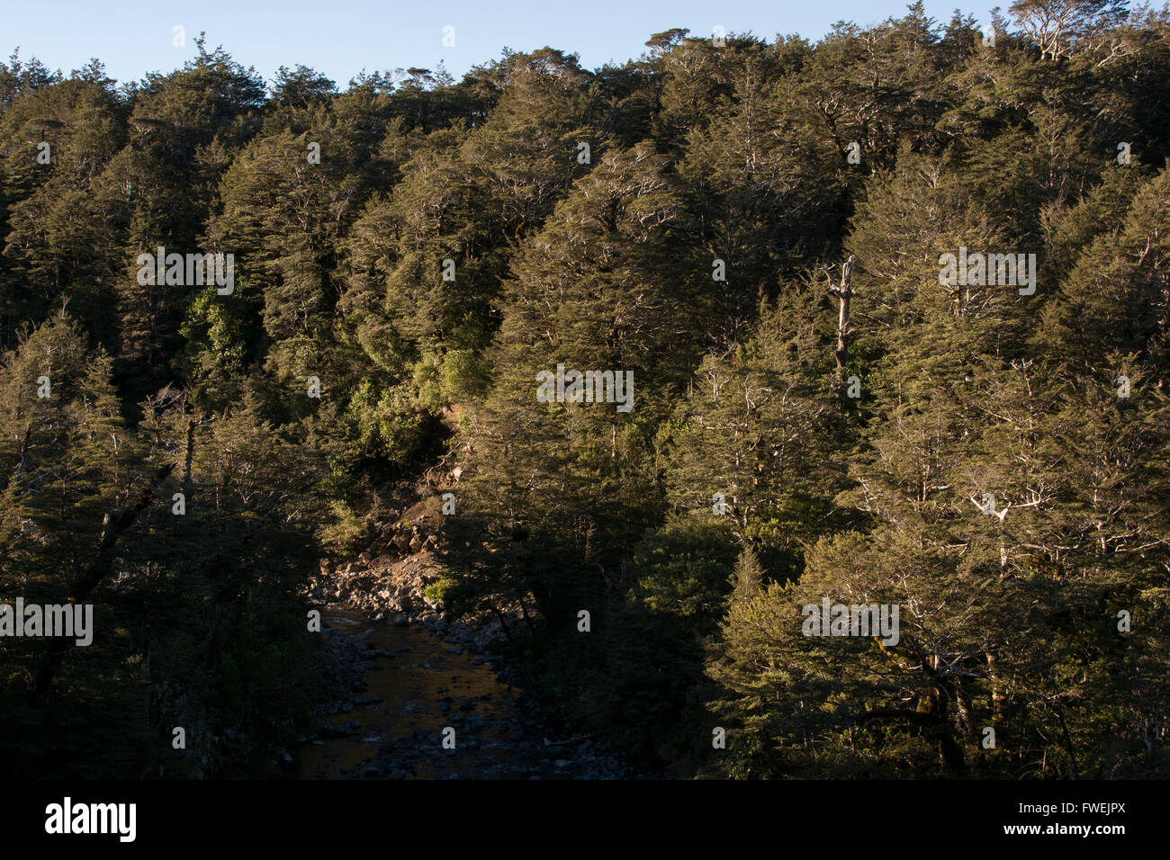 Nothofagus cliffortioides hi-res stock photography and images - Alamy