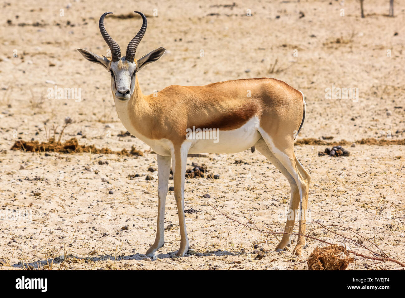 one springbok standing Stock Photo - Alamy