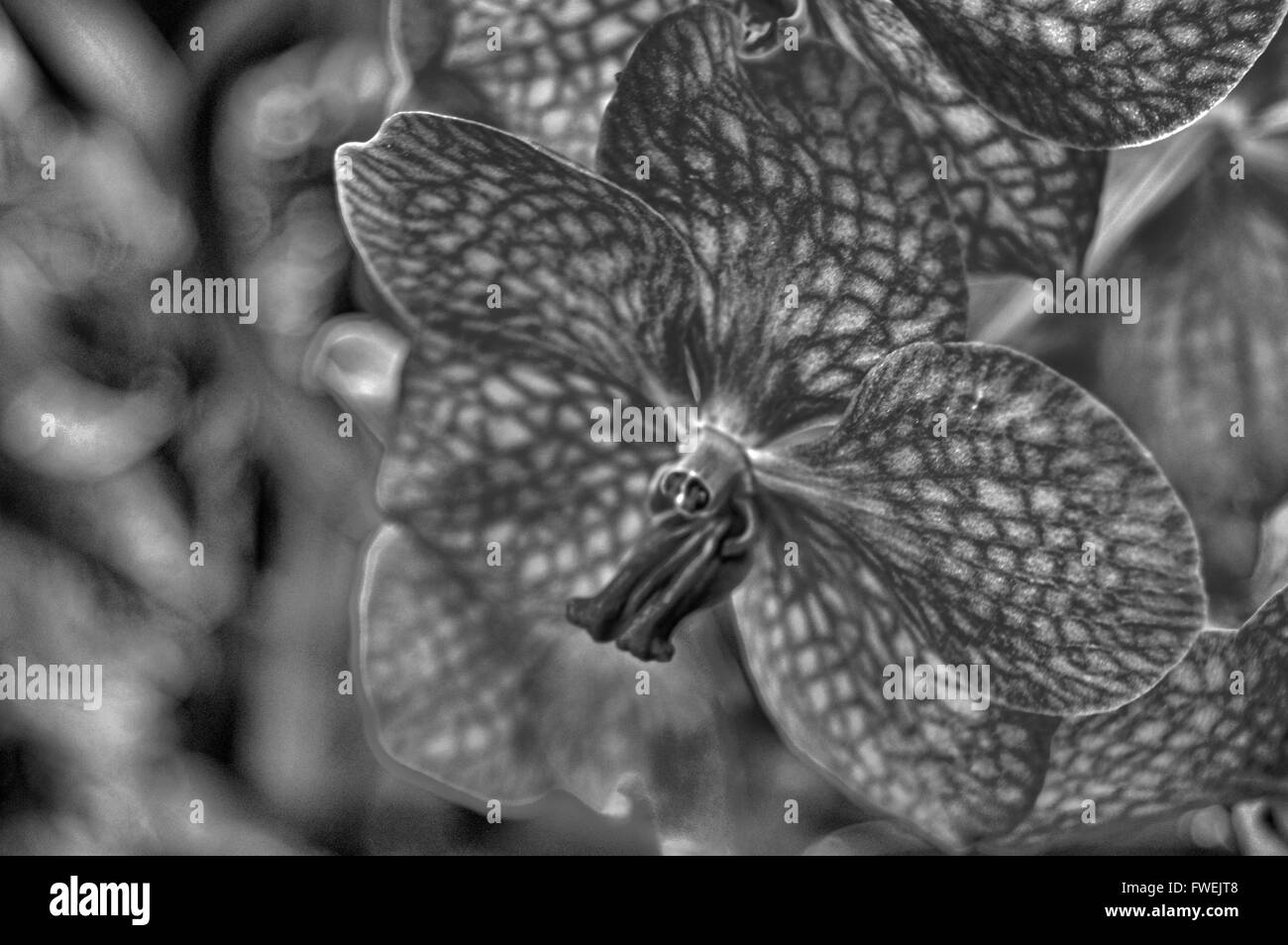 Purple flower petals Black and White Stock Photos & Images - Alamy