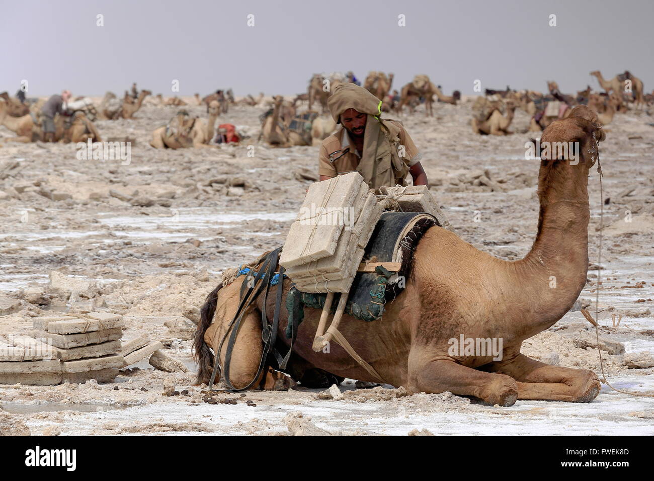DANAKIL, ETHIOPIA-MARCH 28: Tigrayan worker loads a dromedary with ...
