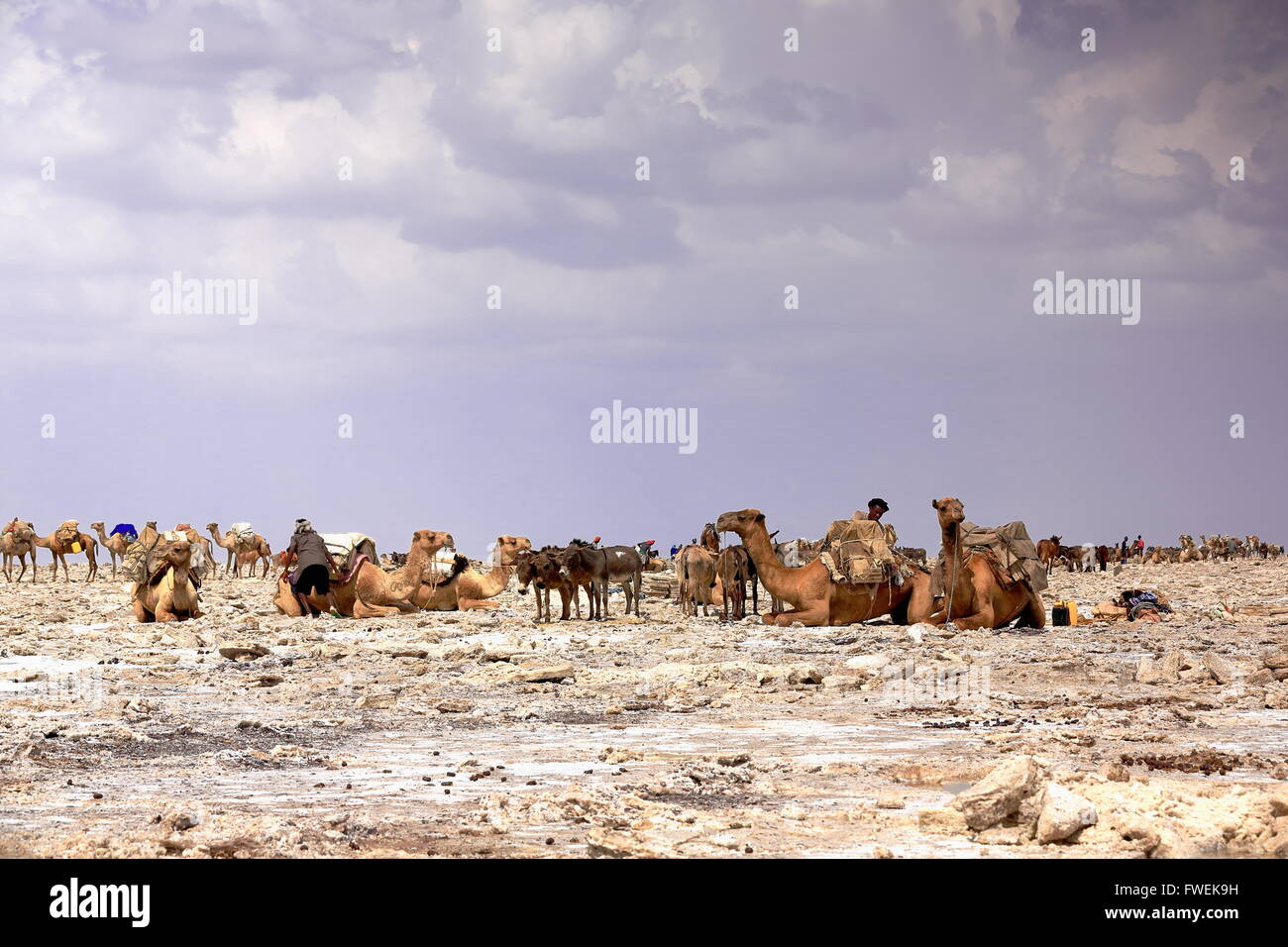 DANAKIL, ETHIOPIA-MARCH 28: Afar workers load dromedary with amole-salt ...