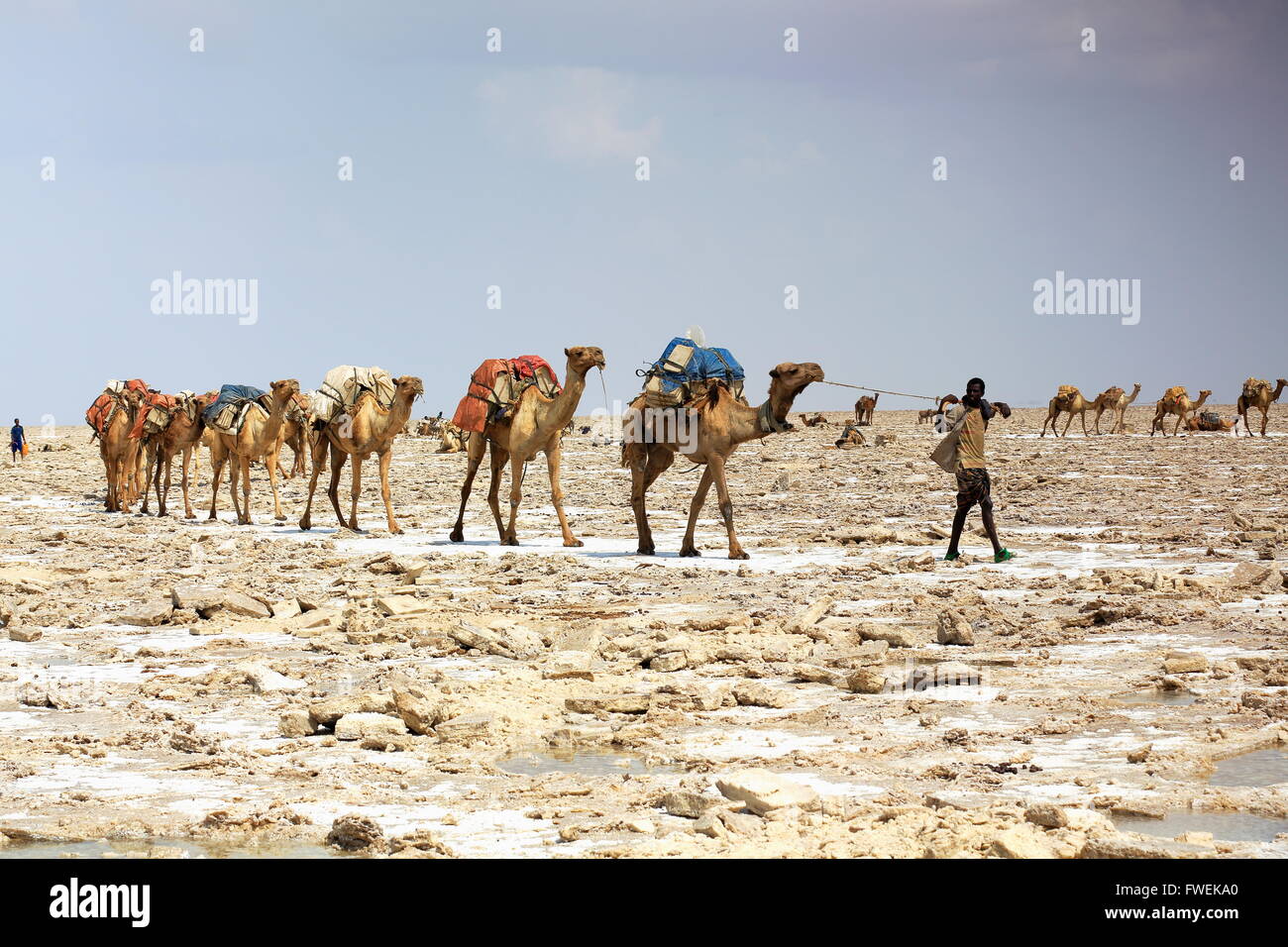 DANAKIL, ETHIOPIA-MARCH 28: Afar herder leads dromedaries loaded with ...