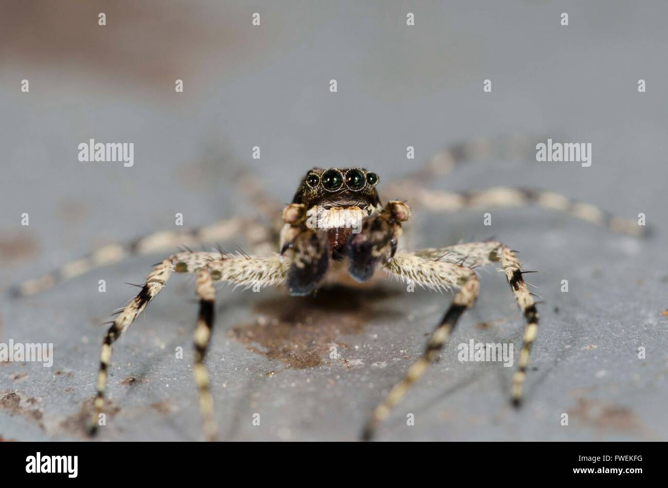 Solitude spider hi-res stock photography and images - Alamy