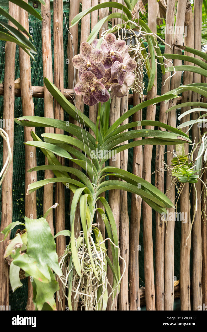 Vanda Mimi Palmer orchid in small botanical garden on Sentosa Island in ...