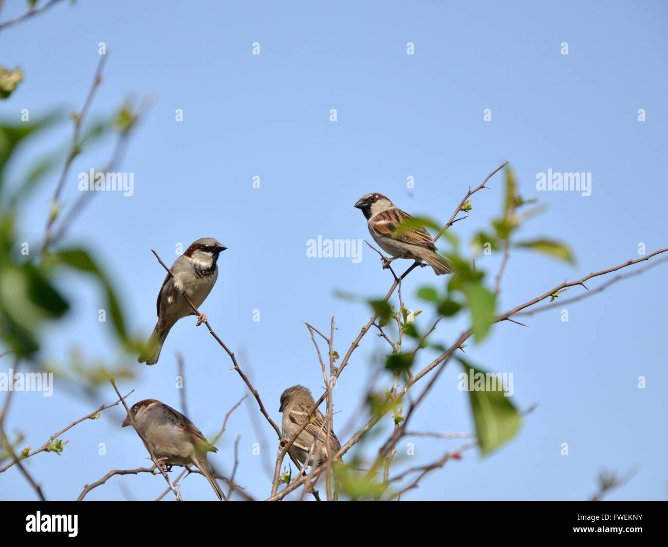 Two sparrows in bush hi-res stock photography and images - Alamy