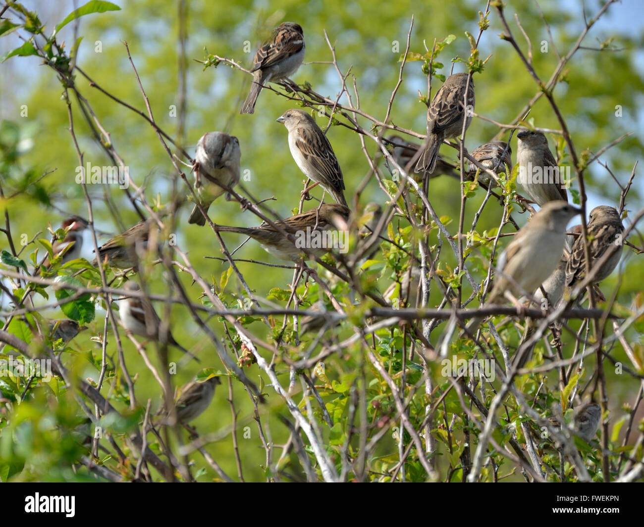 Group of sparrows on bush branches in spring with green tree top in ...