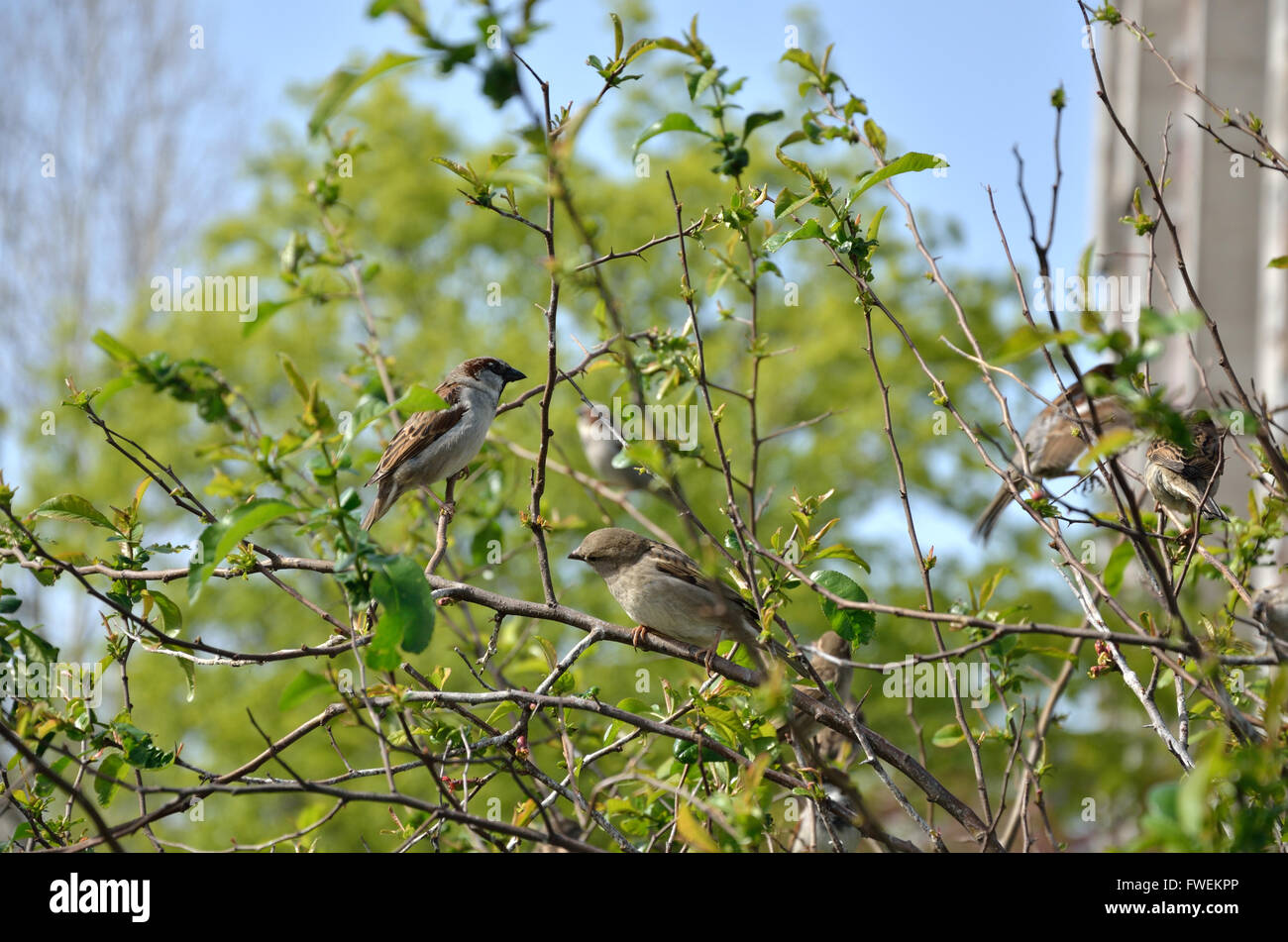 Flock of sparrows on bush branches in spring with green tree top in ...
