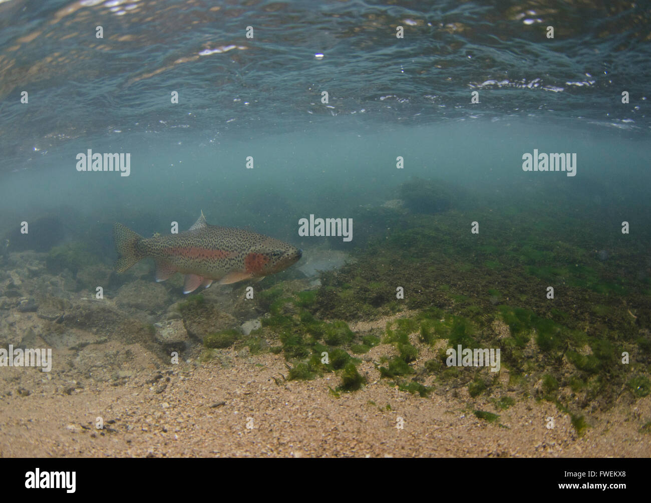 Freshwater Stream Rainbow Trout High Resolution Stock Photography and ...