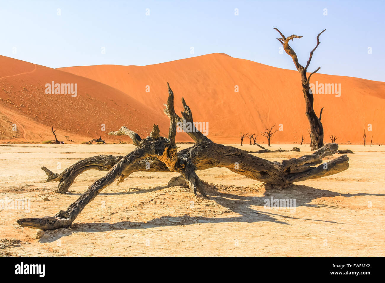 Deadvlei dead tree Stock Photo - Alamy