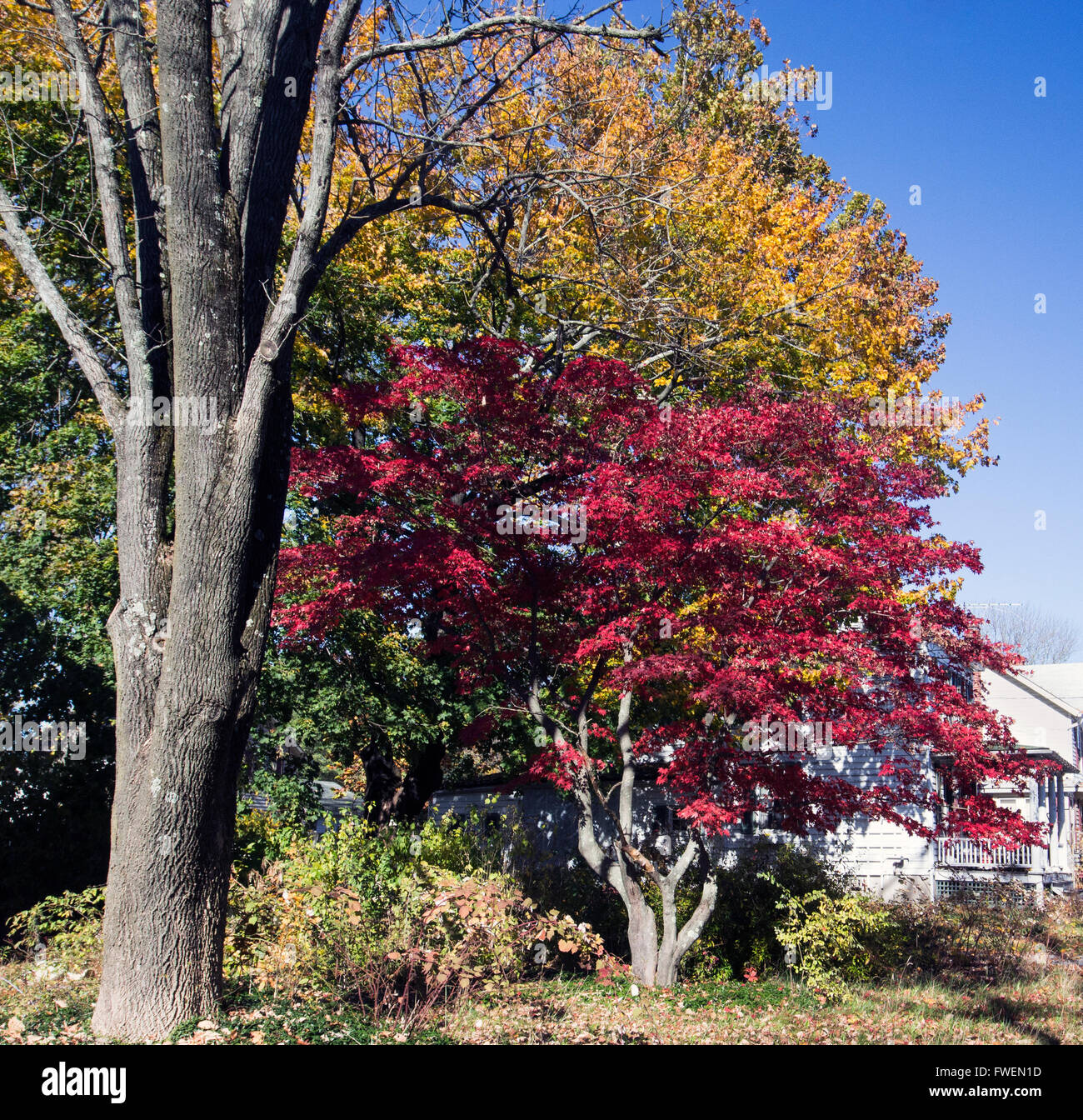 Autumn residential scene. Homes houses and fall colors colours Stock ...