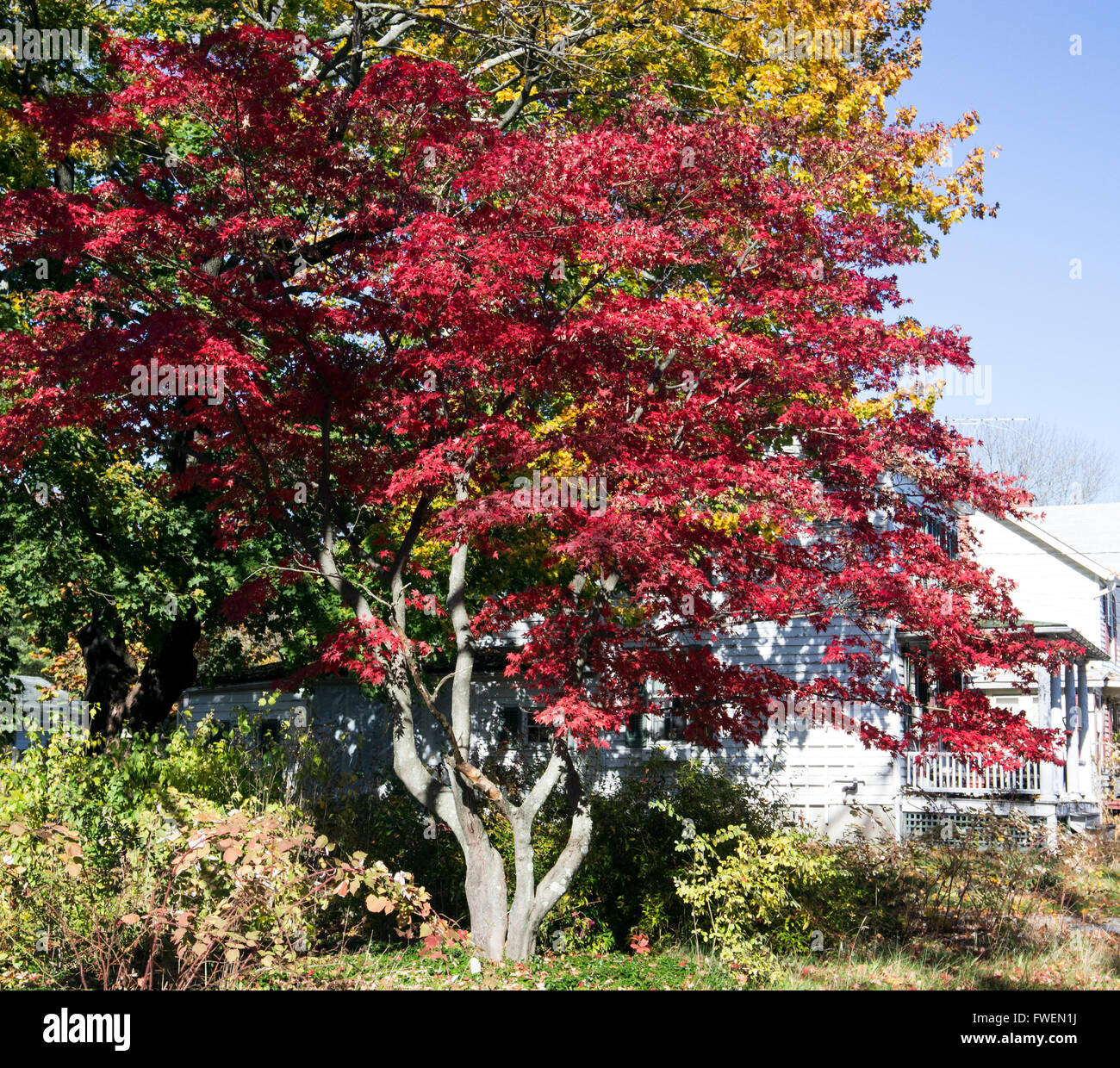 Autumn residential scene. Homes houses and fall colors colours Stock ...