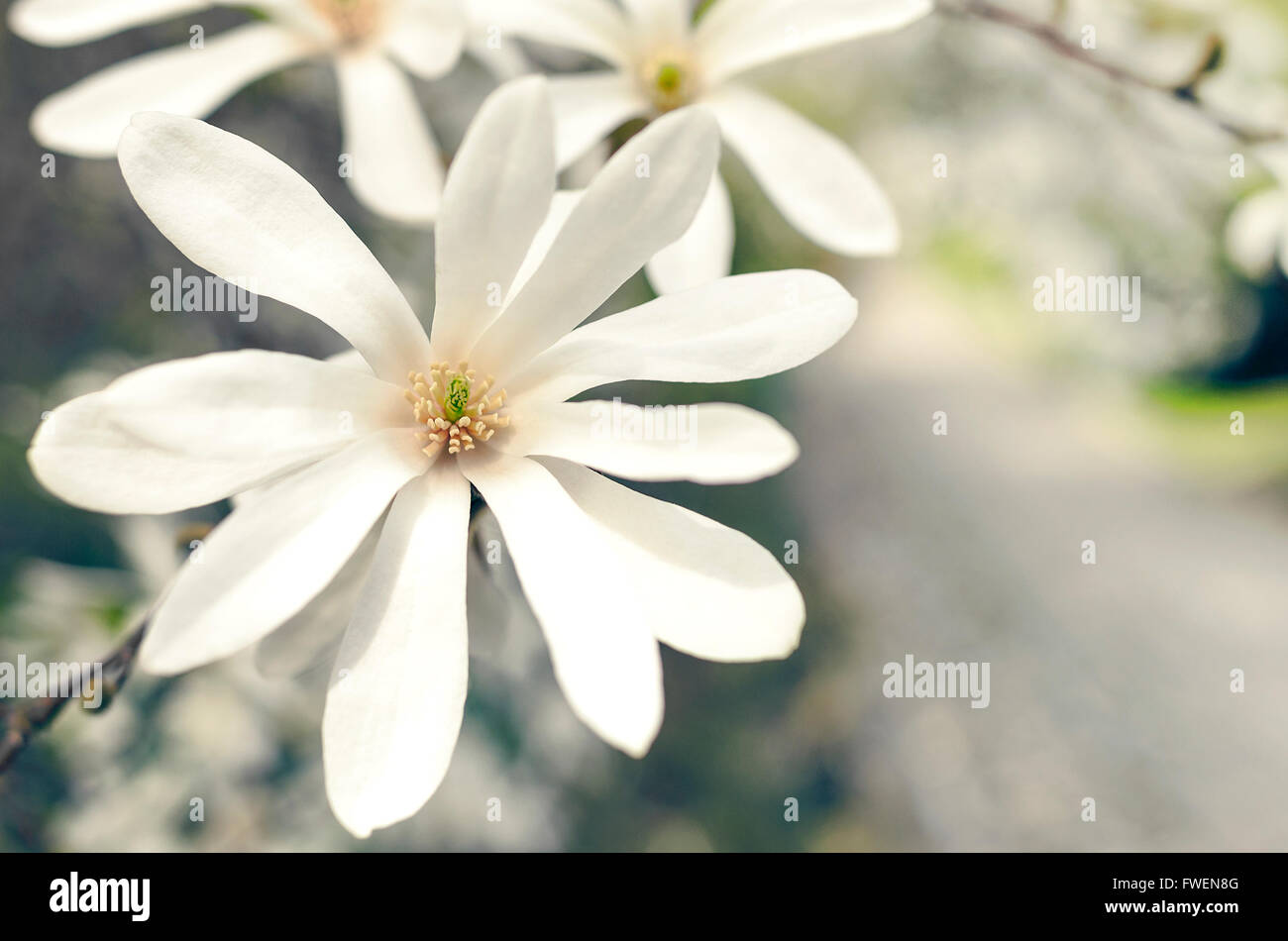 Scented magnolia flower hi-res stock photography and images - Alamy