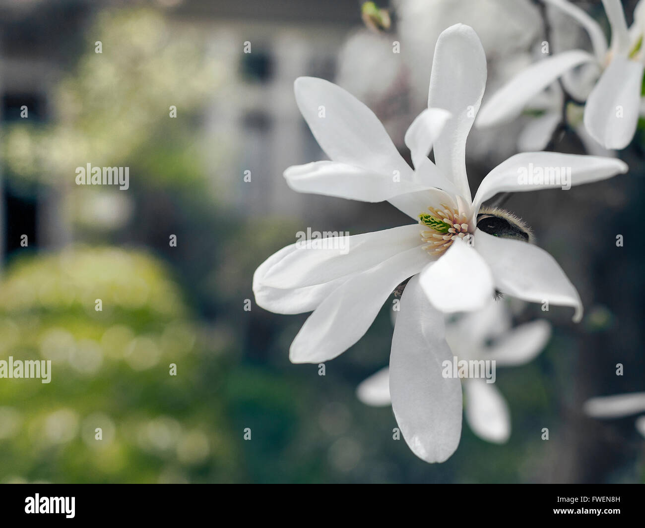 Scented magnolia flower hi-res stock photography and images - Alamy