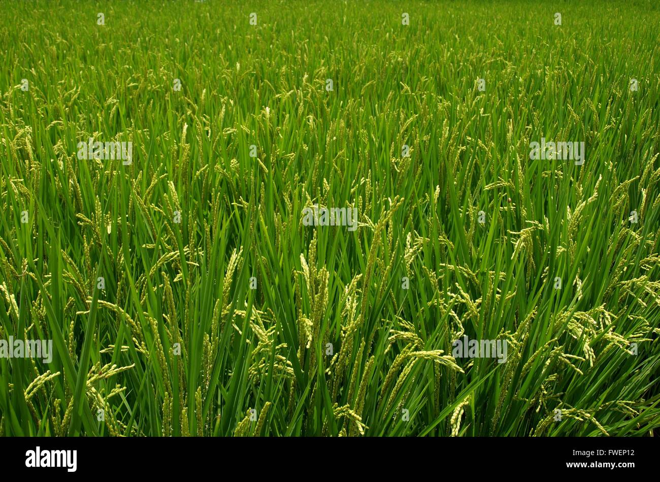 Green rice plants with ears full of grains Stock Photo - Alamy
