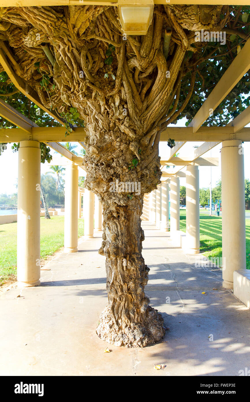 This old tree grows through the cement and into some lattuce work on ...