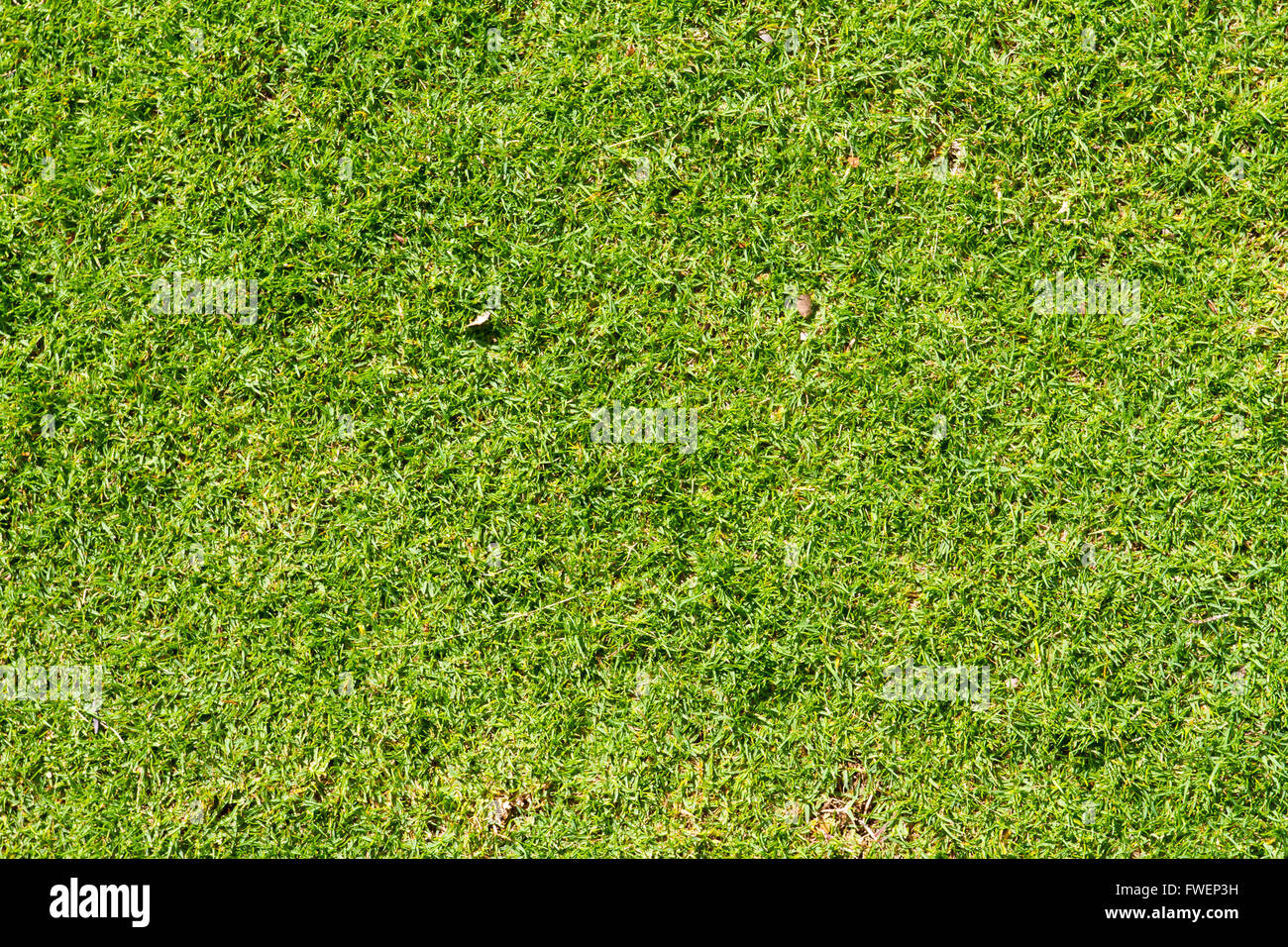 This abstract image shows some tropical green short grass and nothing ...