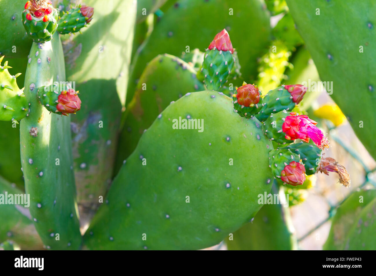 Tropical plants with thorns hi-res stock photography and images - Alamy