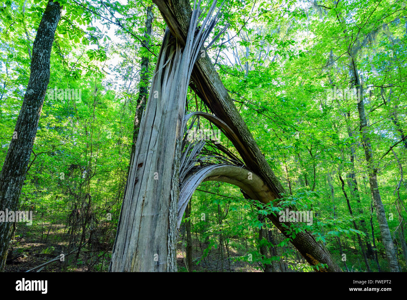 Fallen Tree in Three Rivers State Park, Florida Stock Photo - Alamy