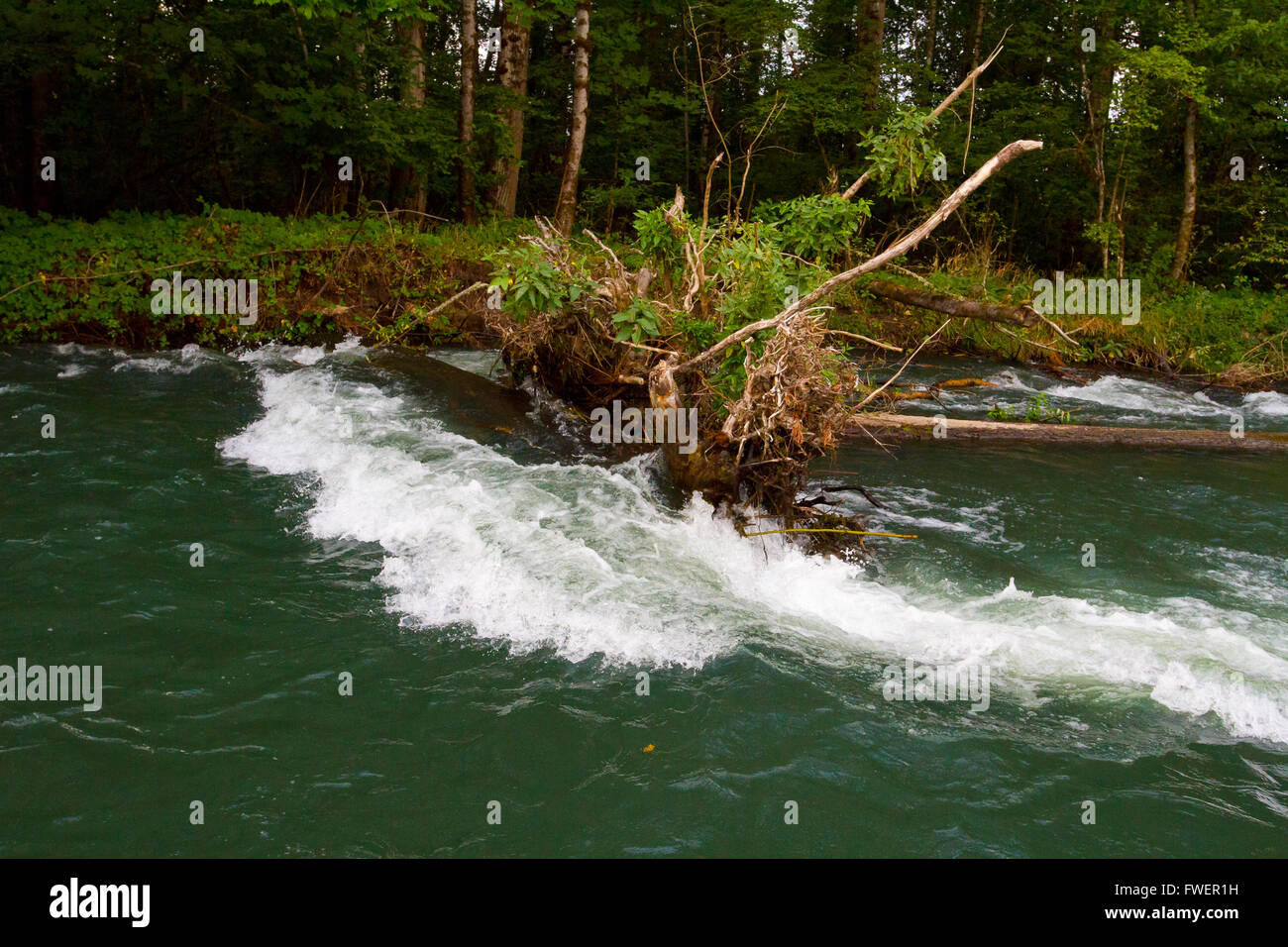 A very dangerous root-ball snag on a river rapids. This is what causes ...