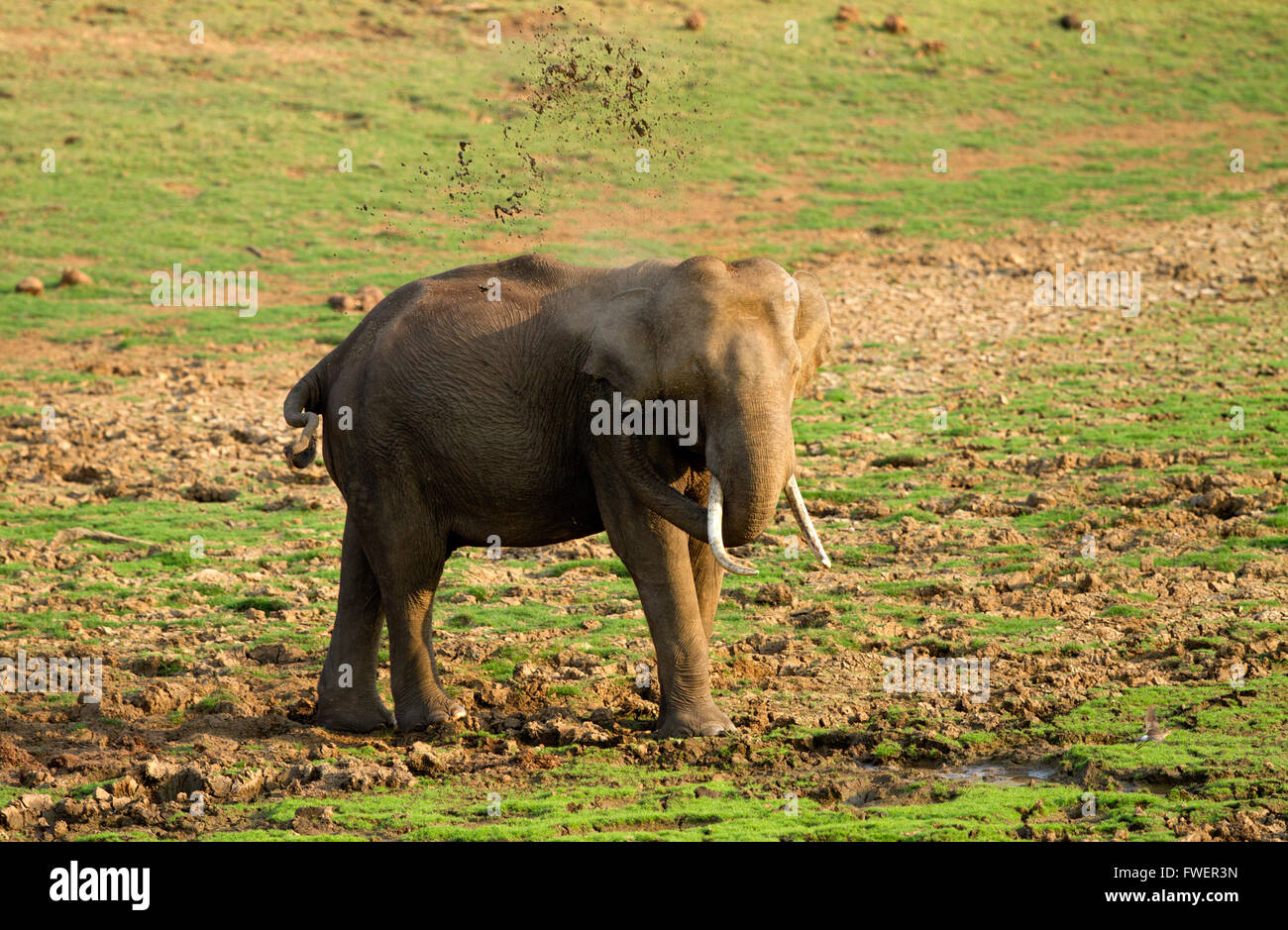Nose spry hi-res stock photography and images - Alamy