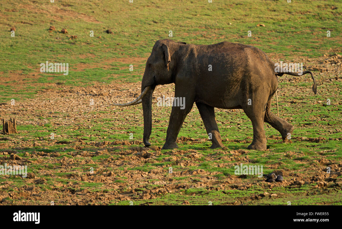 Asian elephant charge hi-res stock photography and images - Alamy