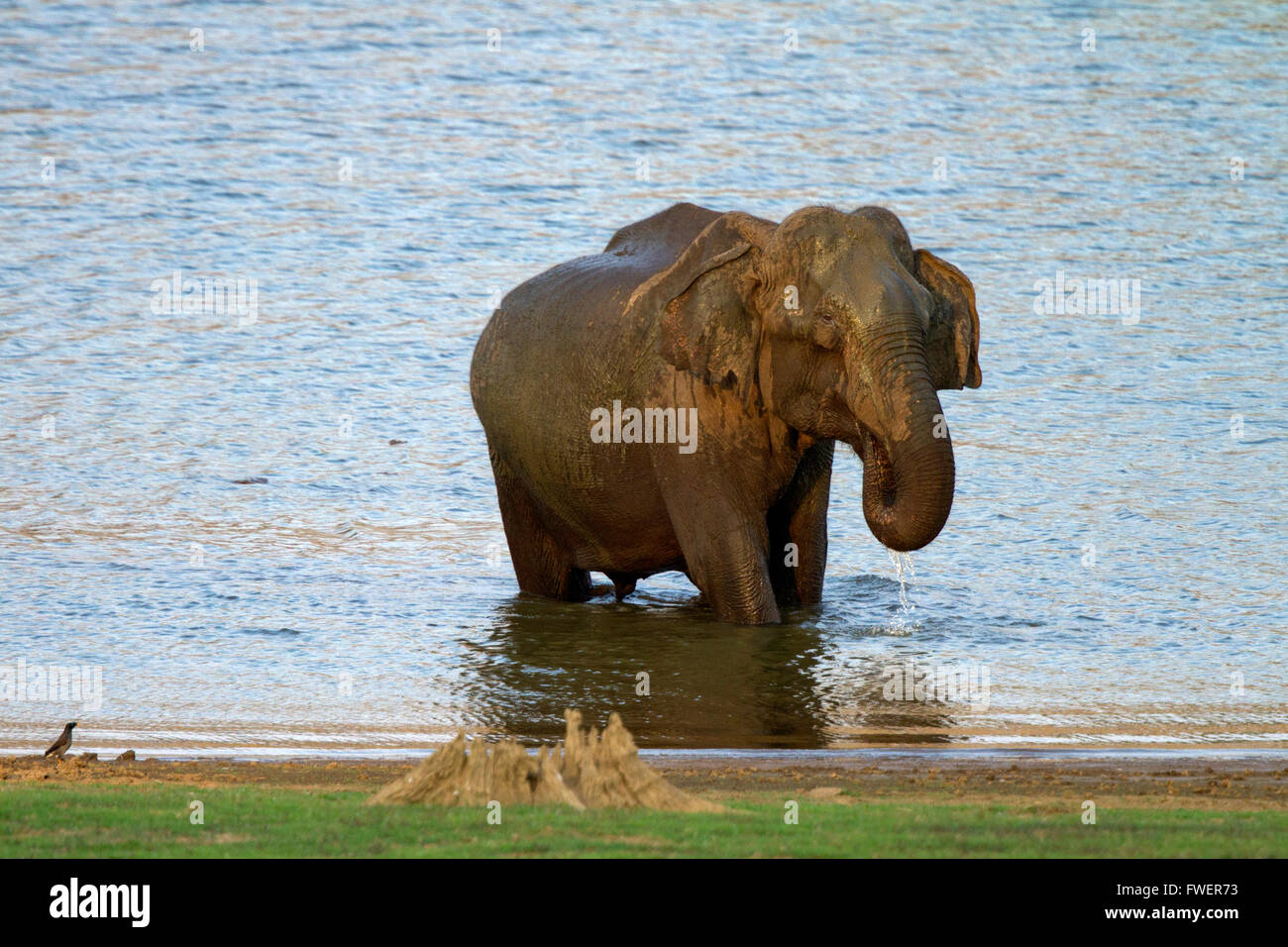 Asian Elephant is bathing in lake water Stock Photo - Alamy