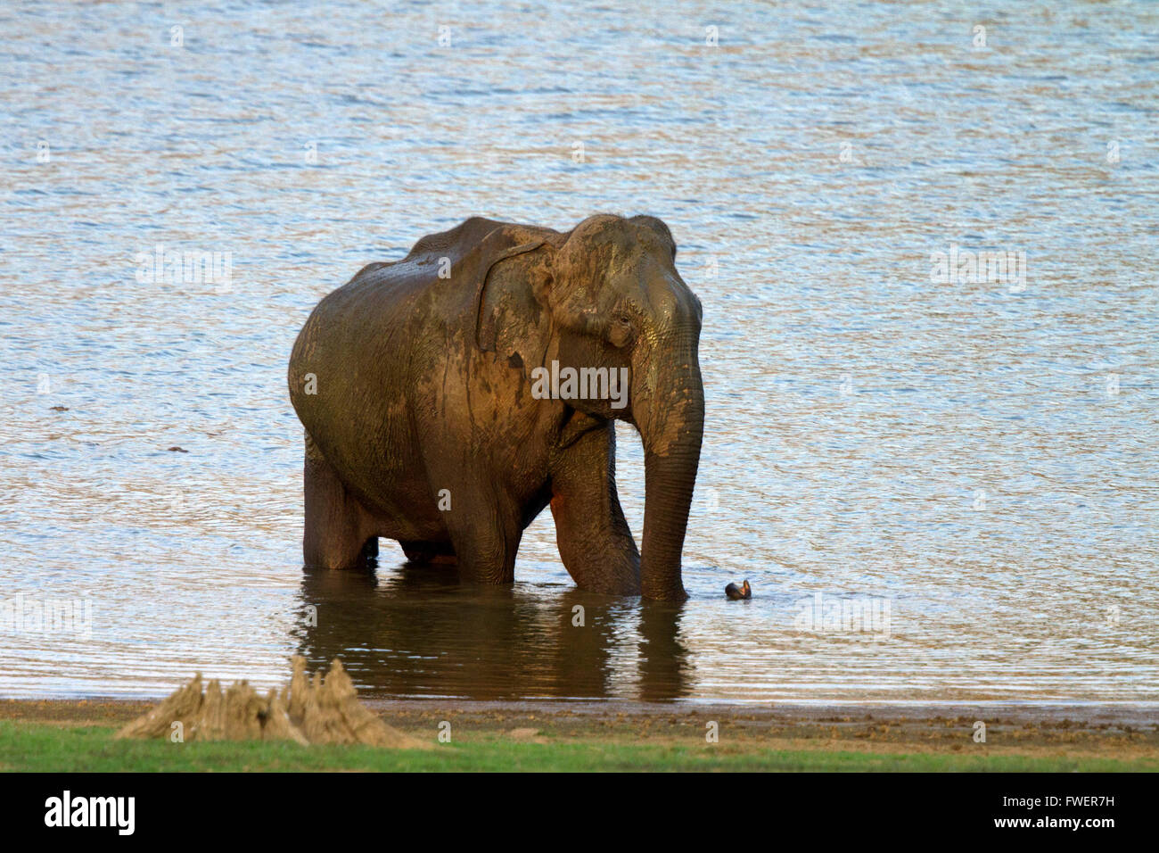 Asian Elephant is bathing in lake water Stock Photo - Alamy