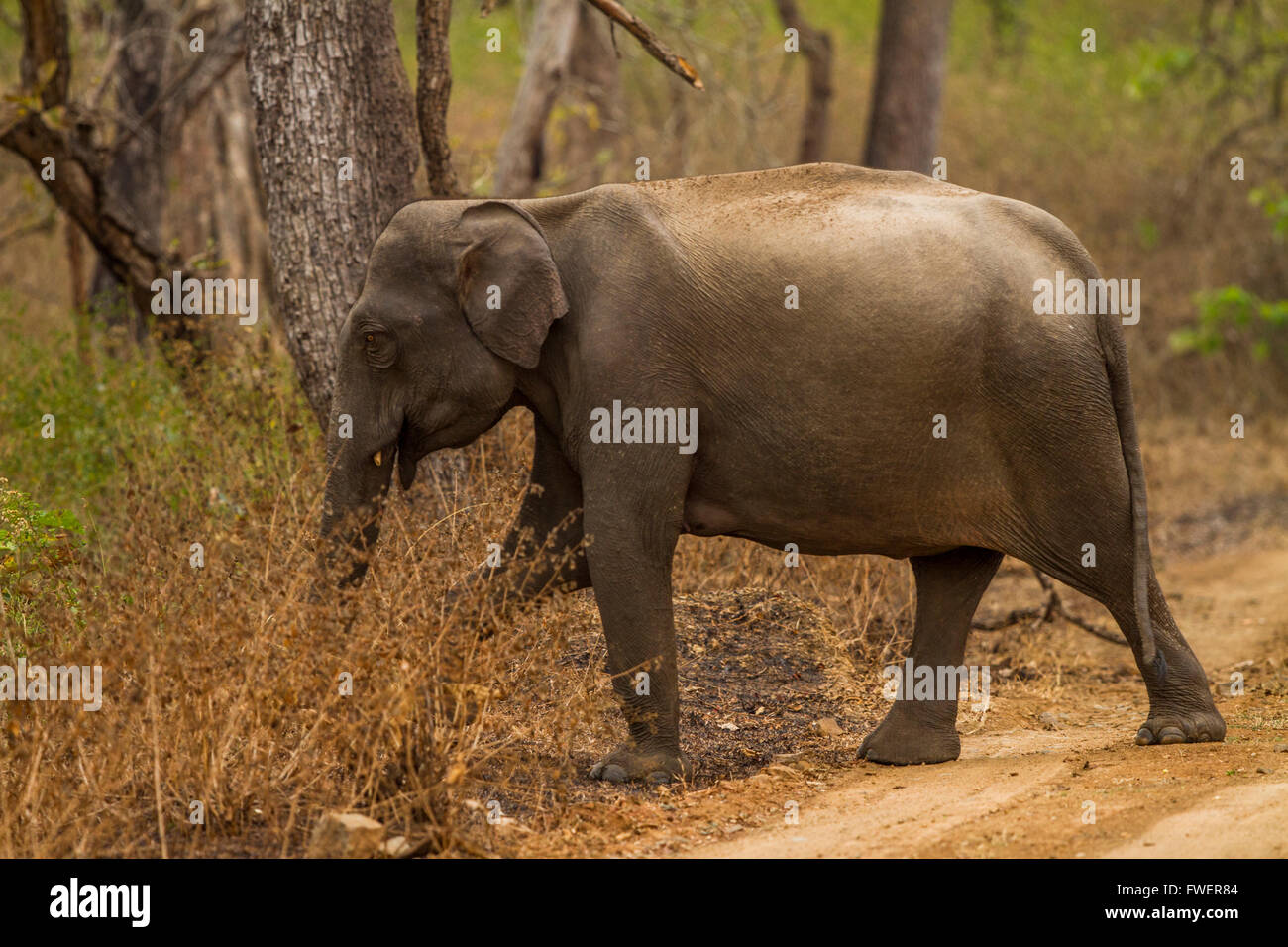 Asian Elephant in wild forest Stock Photo - Alamy