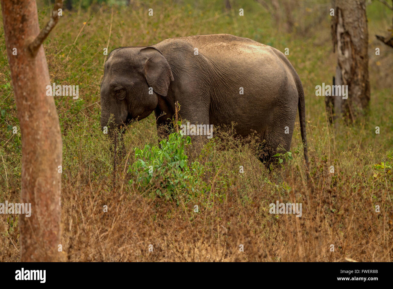 Real texture african elephant hi-res stock photography and images - Alamy
