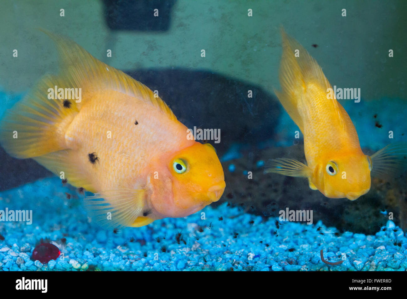 Some gold fish swim in an aquarium and look towards the camera while ...