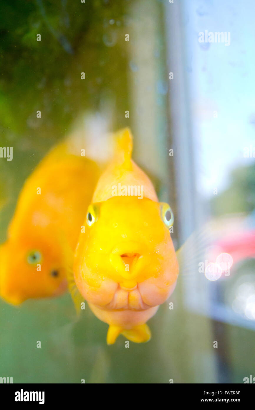 Some gold fish swim in an aquarium and look towards the camera while ...