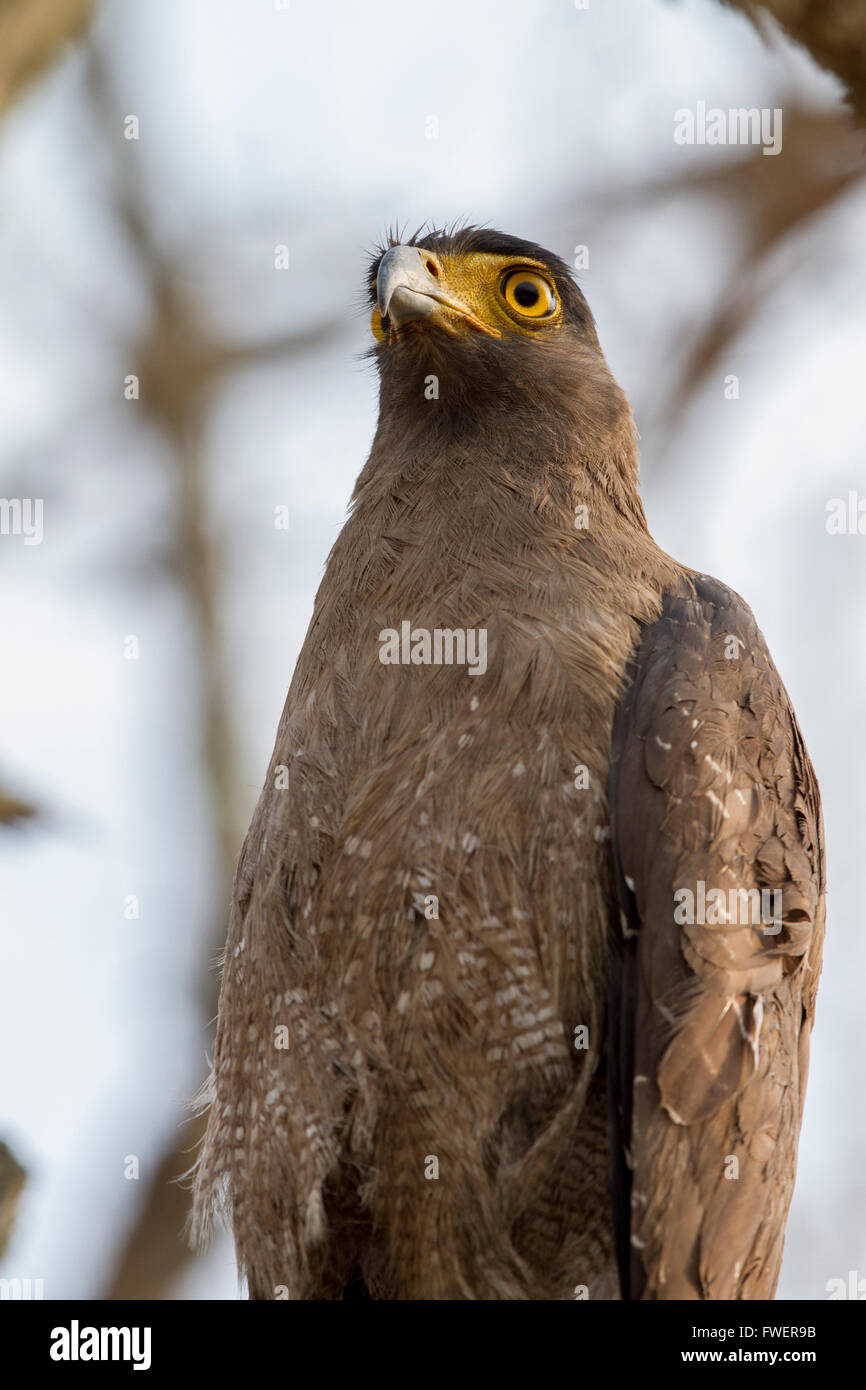 Crested Serpent Eagle resting on a tree Stock Photo - Alamy