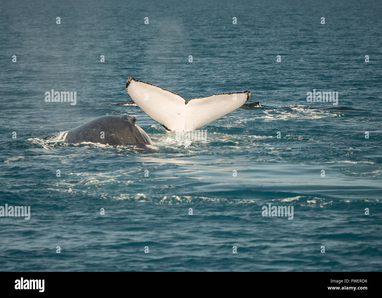 Humpback whale diving showing water dripping tail Stock Photo - Alamy