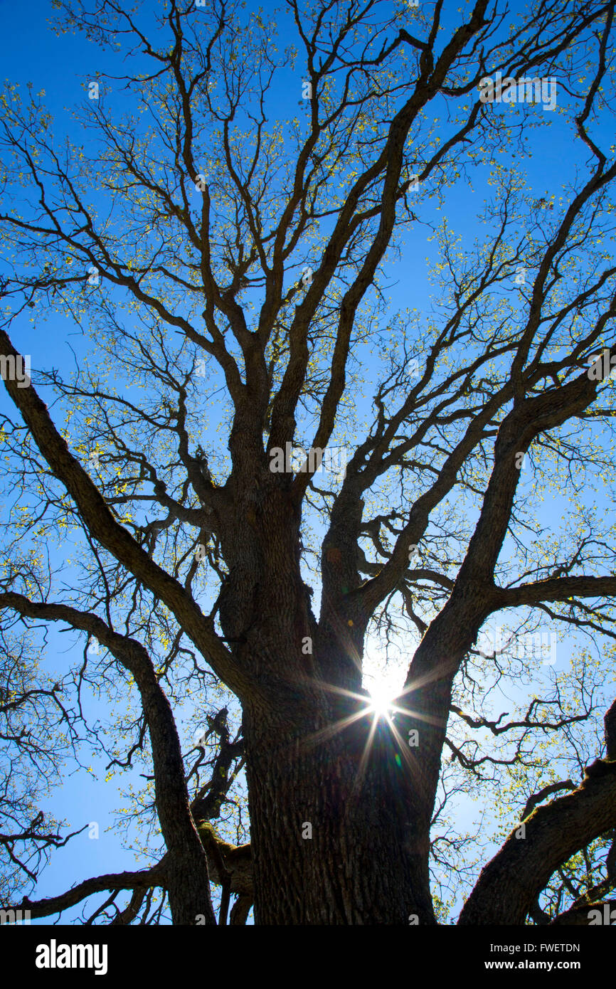 Oregon white oak, Rowland Lake Water Access Site, Columbia River Gorge ...