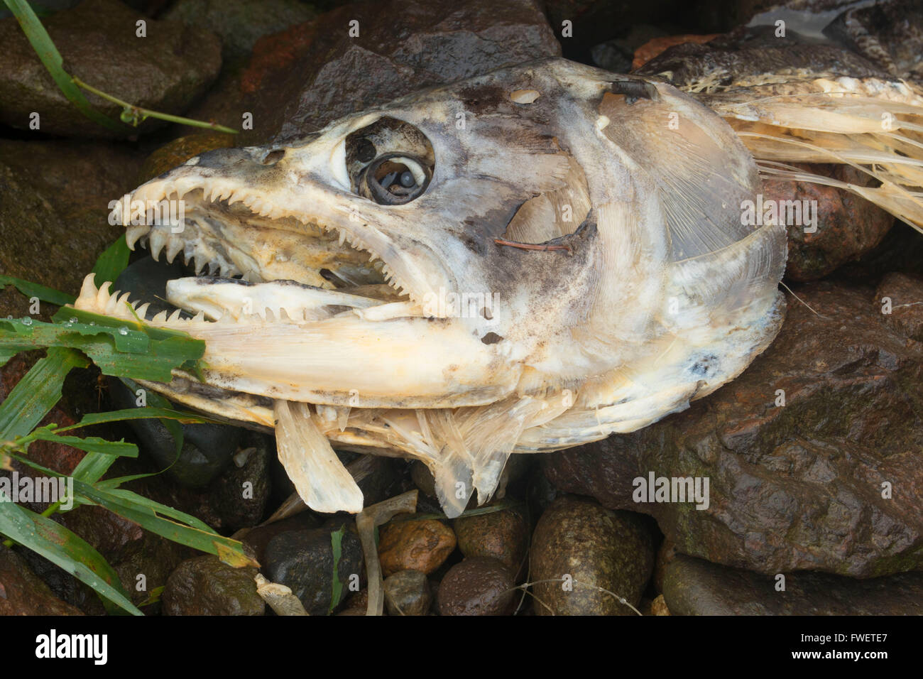 Spawned hi-res stock photography and images - Alamy