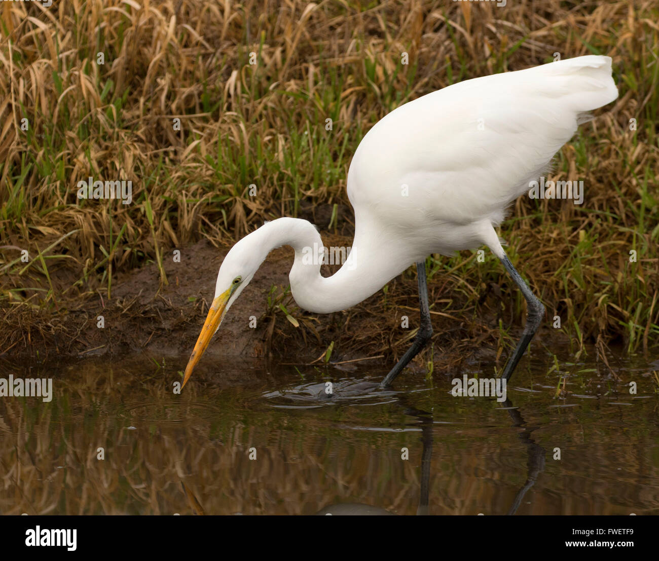 Ridgefield national wildlife refuge hi-res stock photography and images ...
