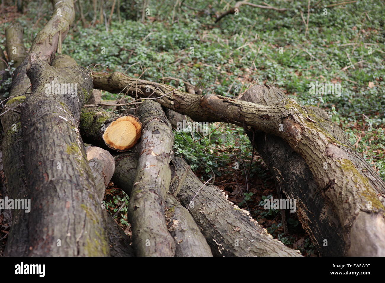 stack of cut trees Stock Photo - Alamy
