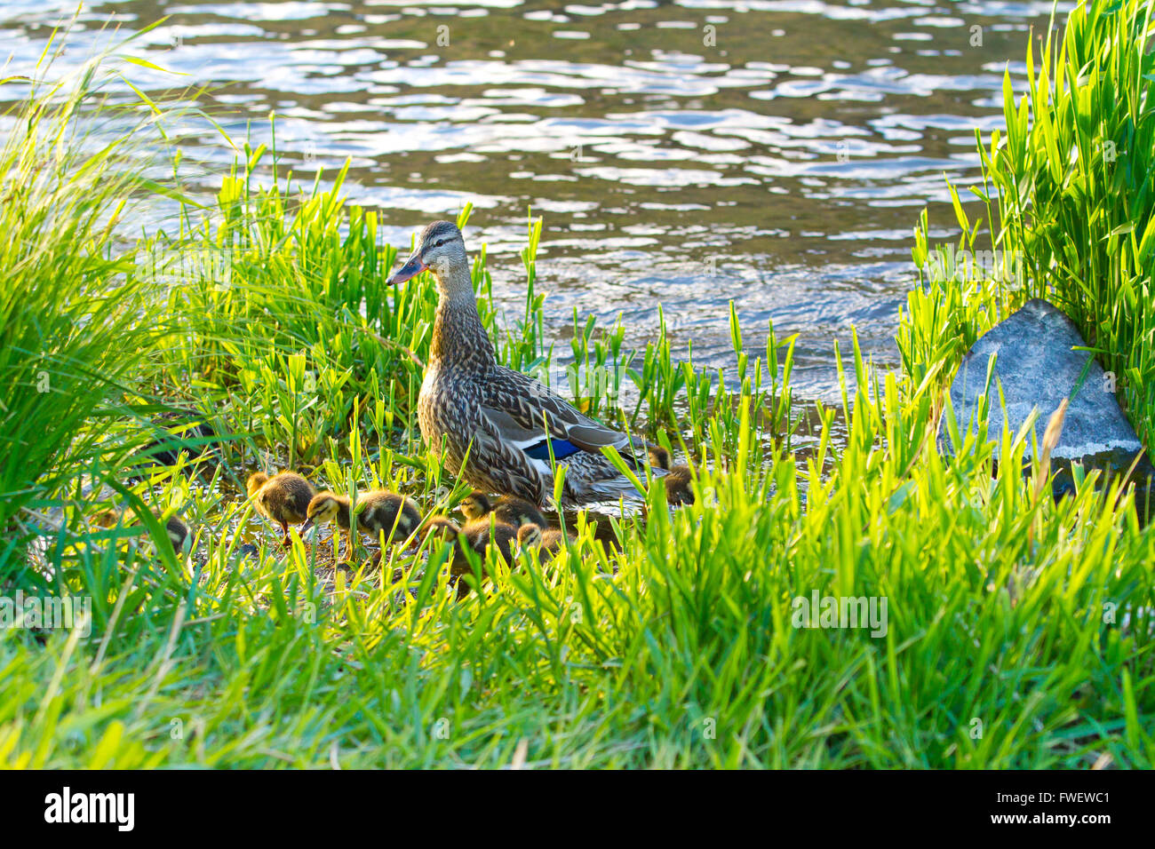 A protective mother duck guards her chicks from predators in the grass ...